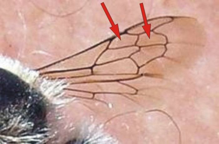 Insects of Alberta - Leafcutting Bee