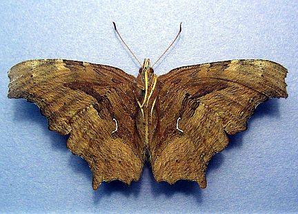 Insects of Alberta - Satyr Comma page 2