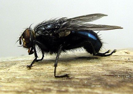 Insects of Alberta - Bluebottle Fly page 4
