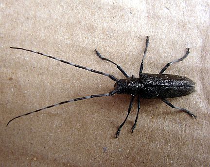 Insects of Alberta - Spruce Sawyer page 2