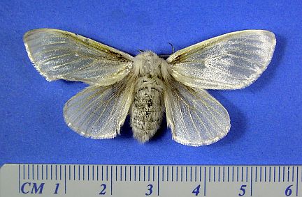 Insects of Alberta - White Satin Moth page 2