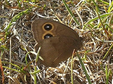 Insects of Alberta - Common Wood Nymph