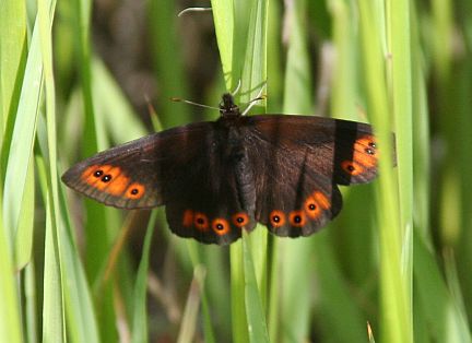 Insects of Alberta - Common Alpine page 2