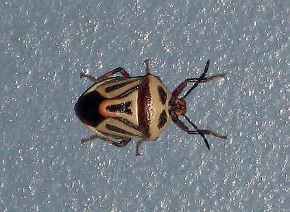 Insects of Alberta - Two-spotted Stink Bug pg3