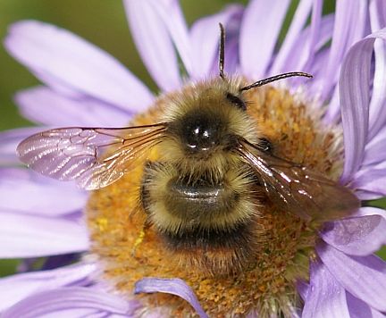 Insects of Alberta - Bombus mixtus page 2