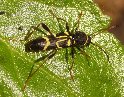 Insects of Alberta - Clytus ruricola