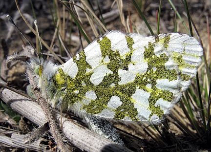 Insects of Alberta - Large Marble