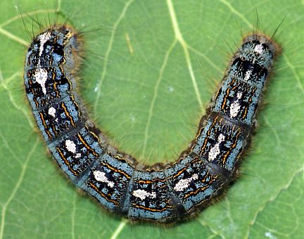 Insects of Alberta - Forest Tent Caterpillar