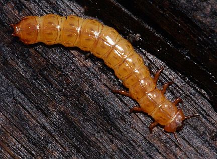 Insects of Alberta - Red Flat Bark Beetle Larva page 2