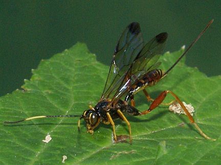 Insects of Alberta - Spilopteron vicinum page 2