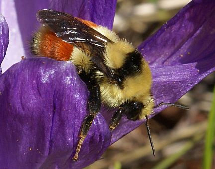 Insects of Alberta - Bombus huntii page 5